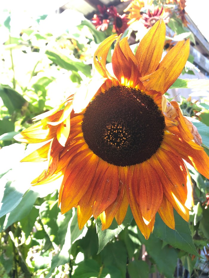 Why sunflowers? – Jennifer Geigel